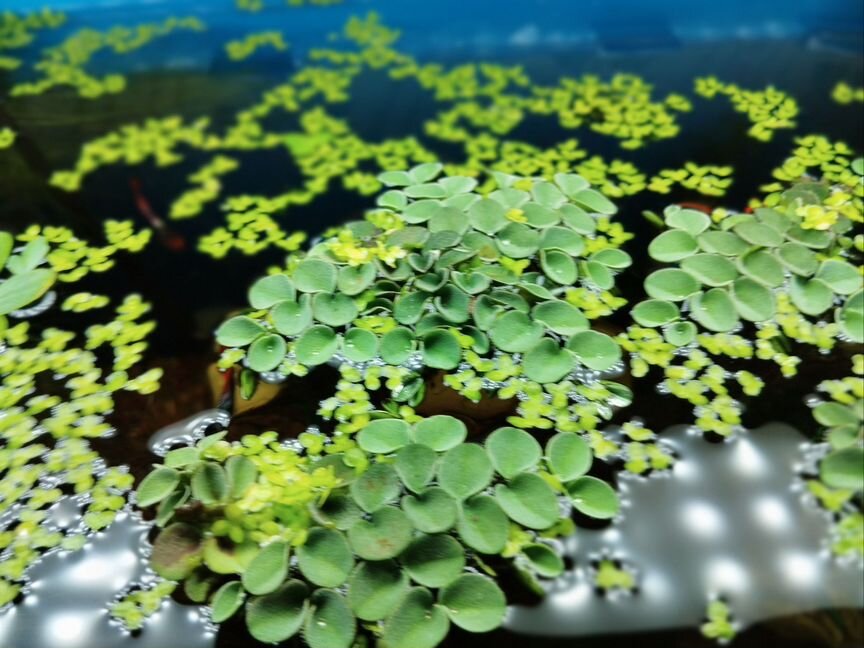 Аквариумные растения прополка