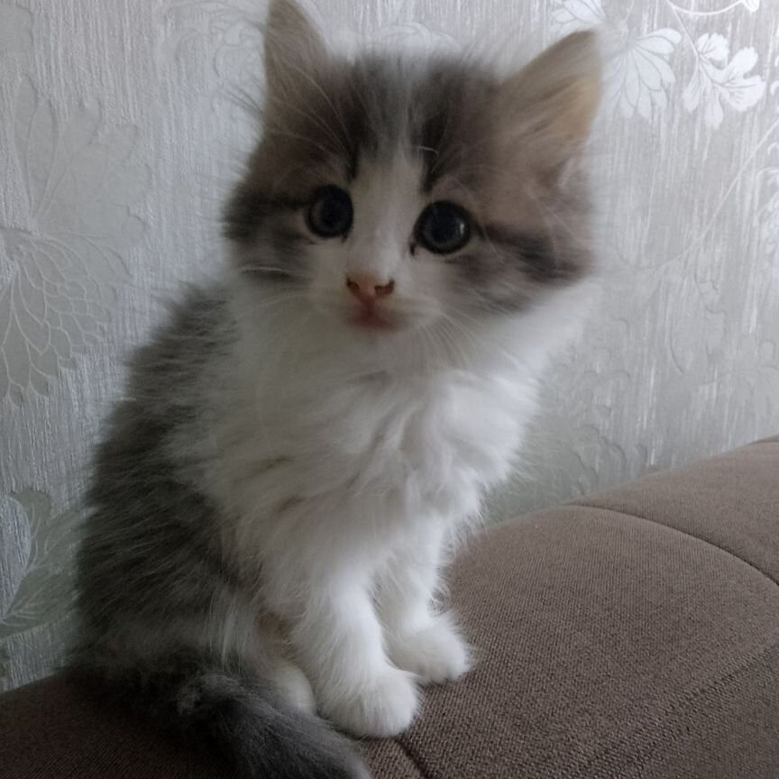 Сибирский котенок
