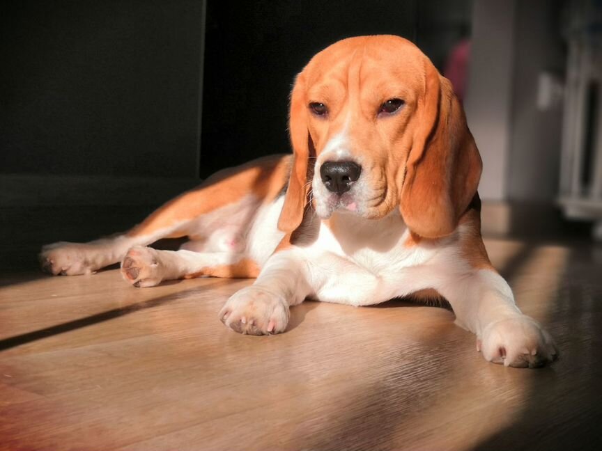 Бигль вязка (случка)