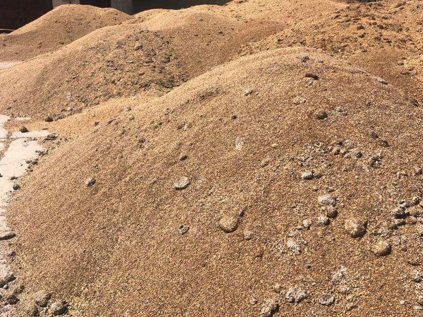 Зерно пшеница