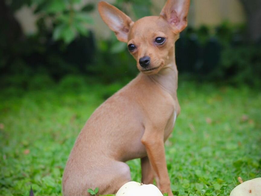 Миниатюрный малыш тойчик