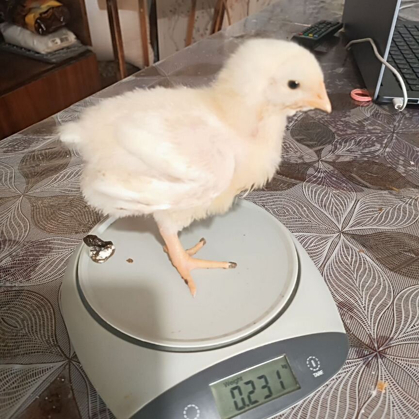 Продаю бролеров Кобб 500