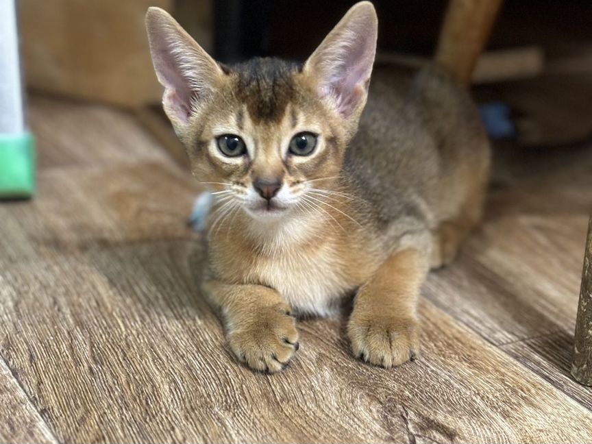Абиссинский котенок