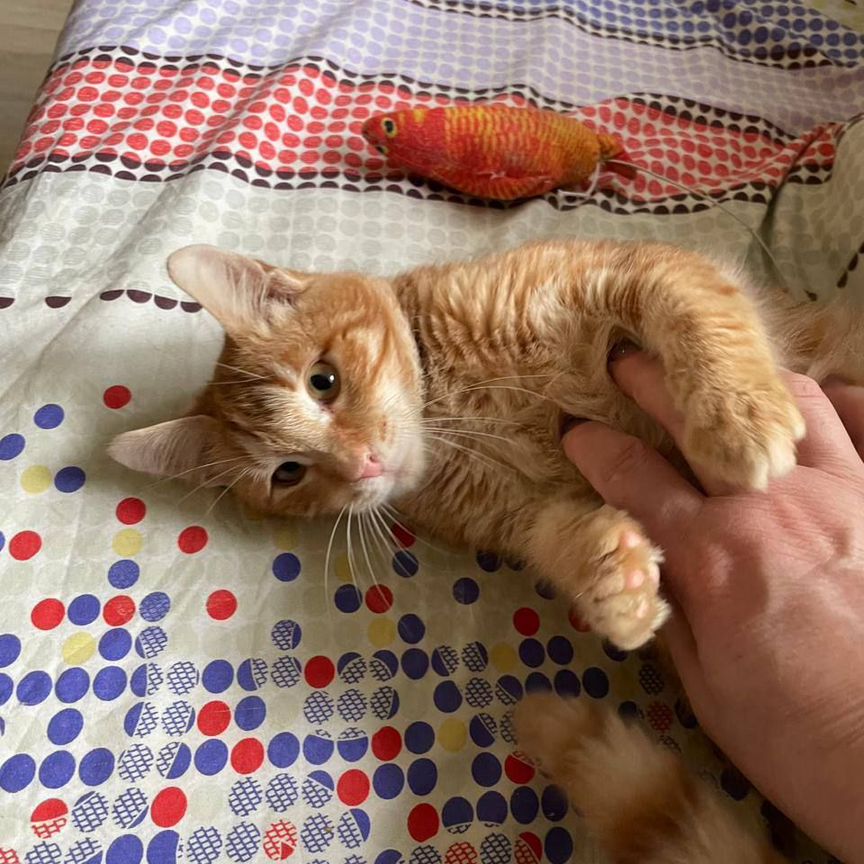 Котик 8 месяцев