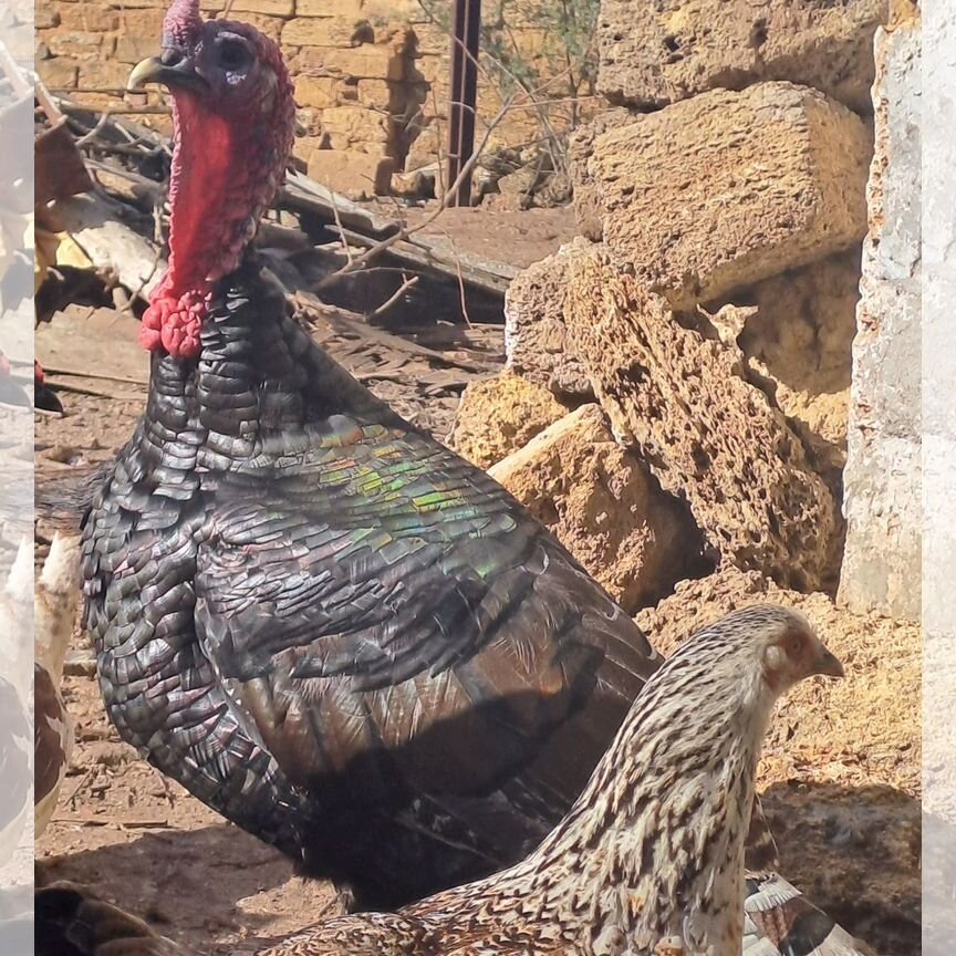 Индюки, петухи, гуси