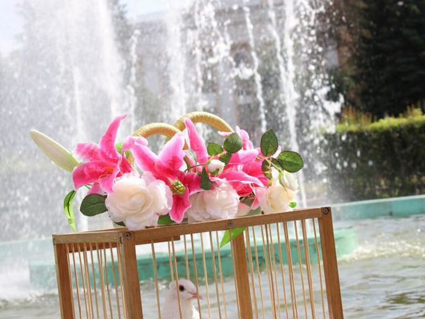 Голуби белые на праздник