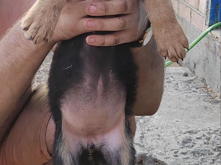 Собака немец