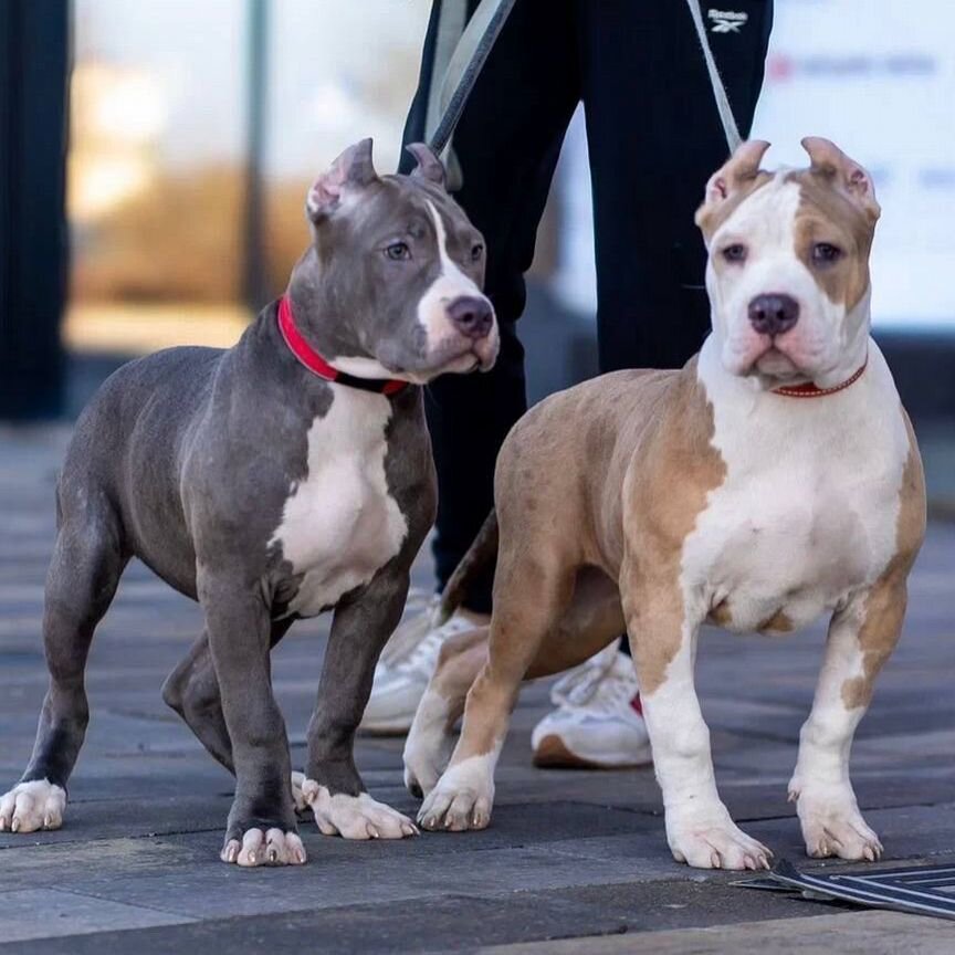 Американский булли, щенок