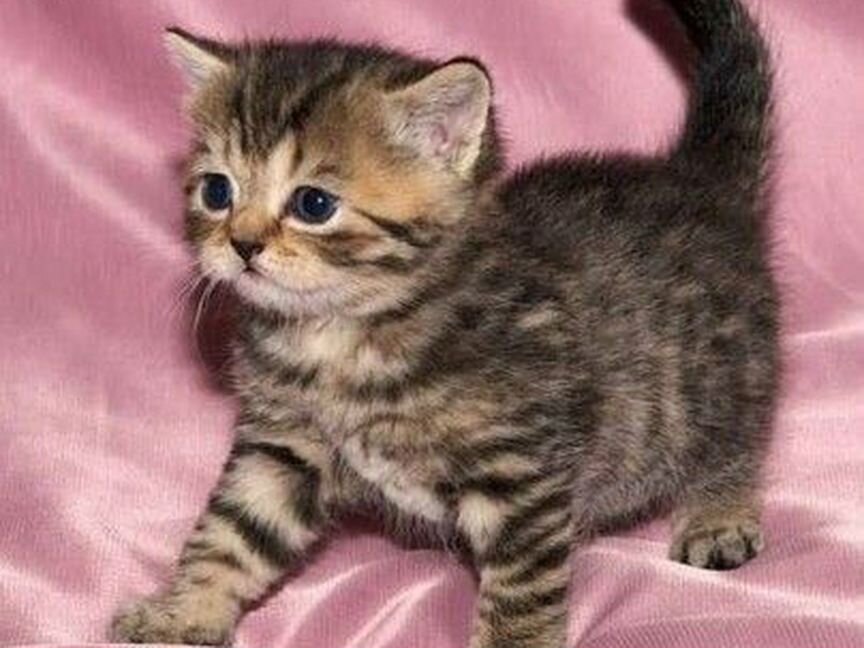 Британцы тигровые мальчики