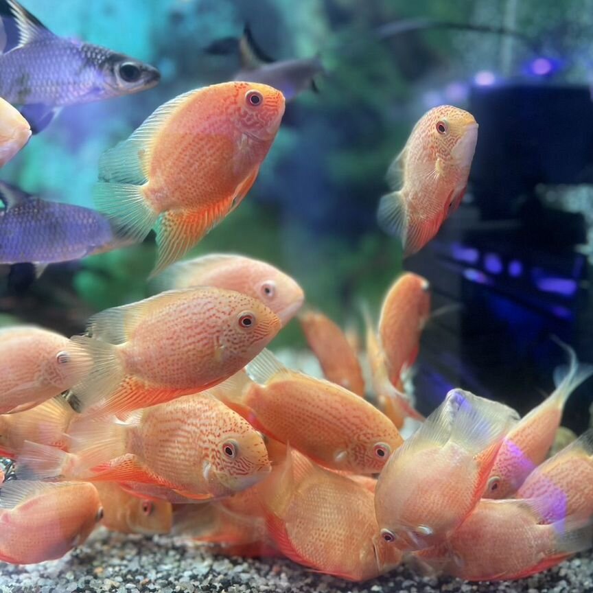 Продаю красноточечных северумов, много