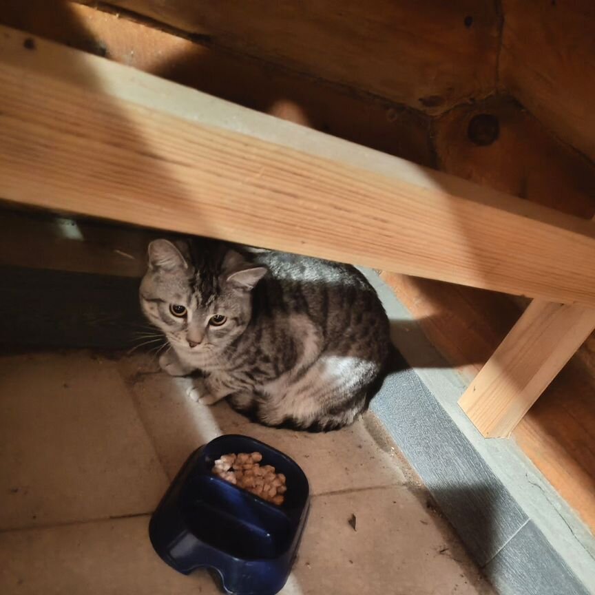 Пристраиваю кота, 1,5 год