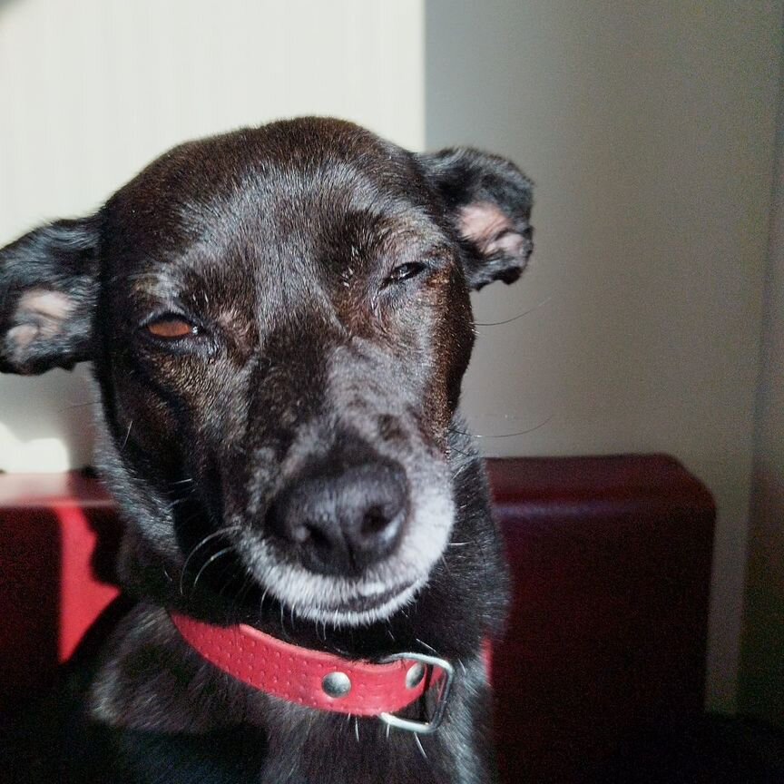 Собачка маленькая в добрые ручки