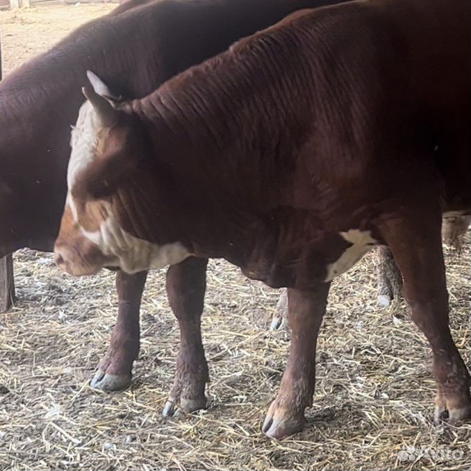 Быки на мясо или на племя