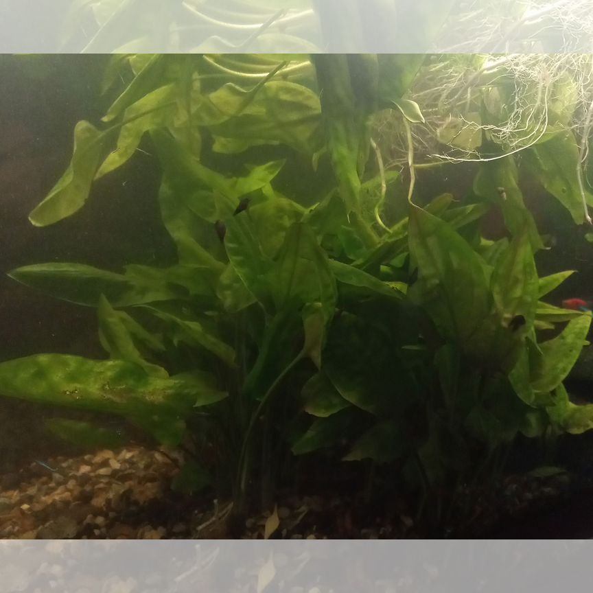 Аквариумные растения бесплатно