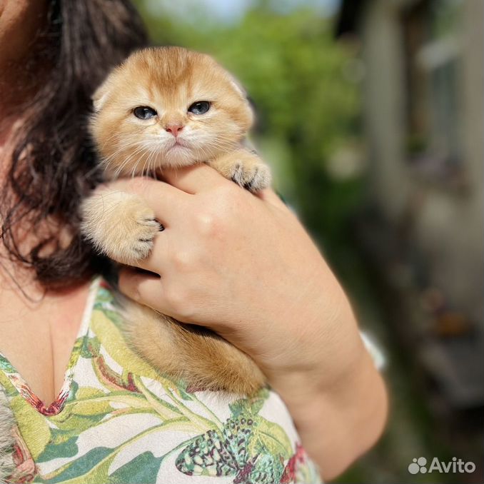 Шотландские котята+кот на вязку