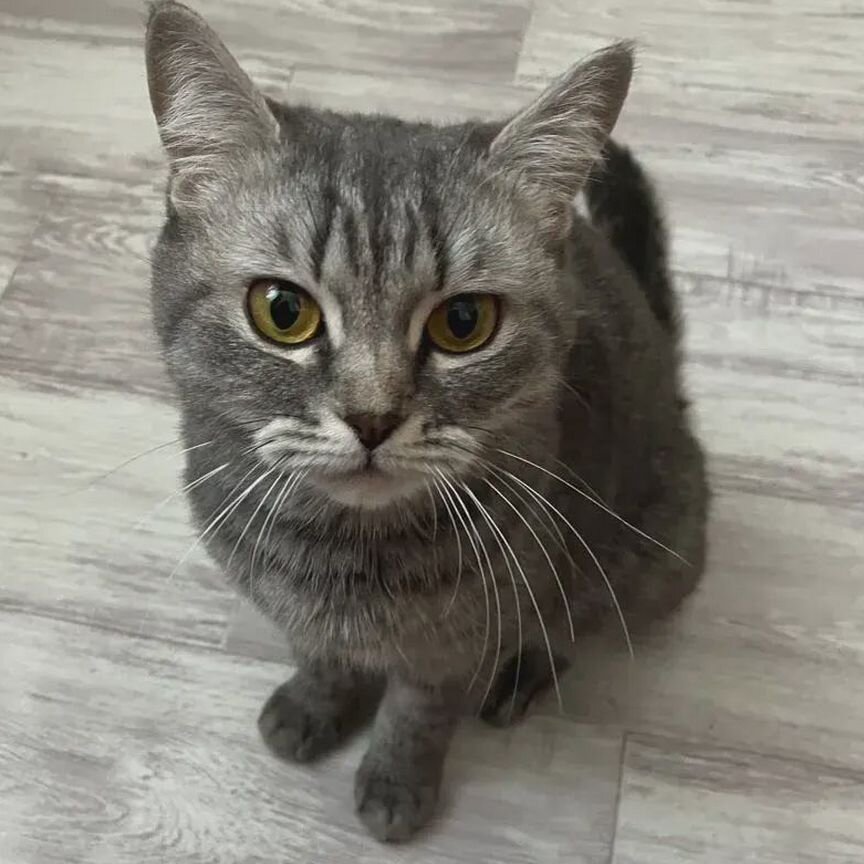 Взрослая, Девочка кошка в добрые руки