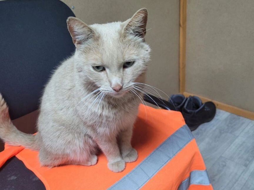 Ласковый котишка, в добрые руки