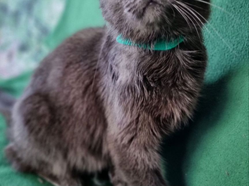 Котик Саня ищет передержку и дом