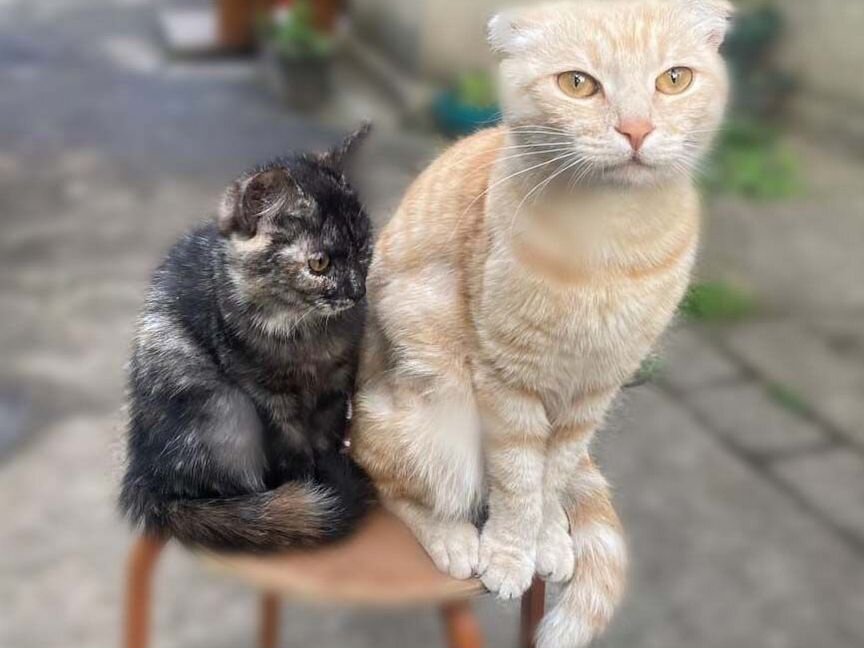 Замечательные кошки