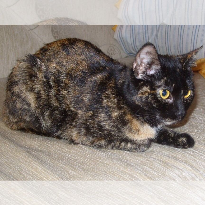 Взрослая, Девочка кошка в добрые руки