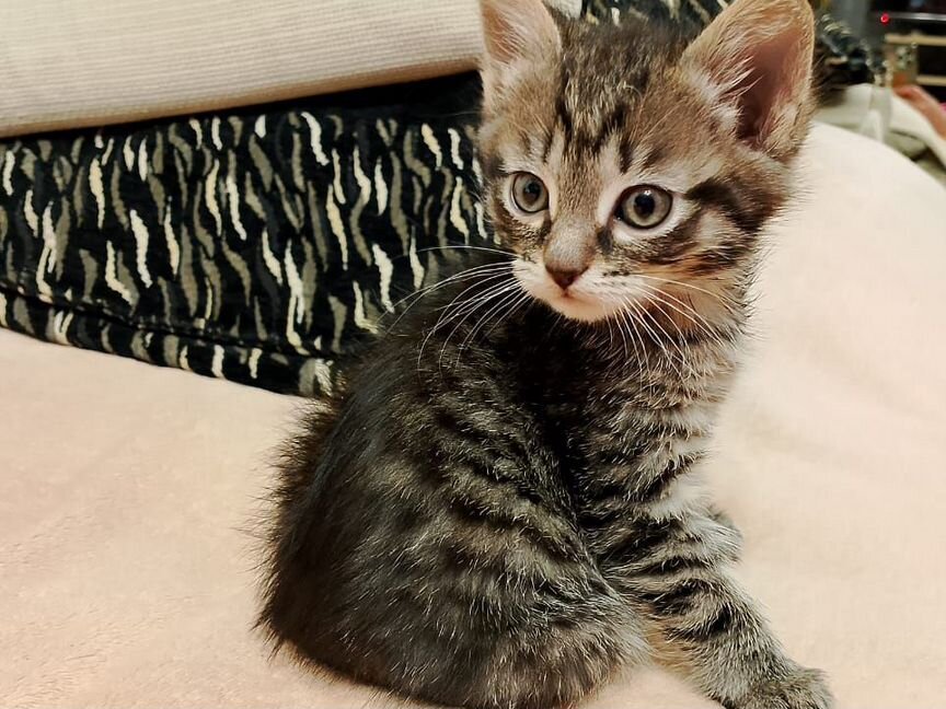 Найден котенок