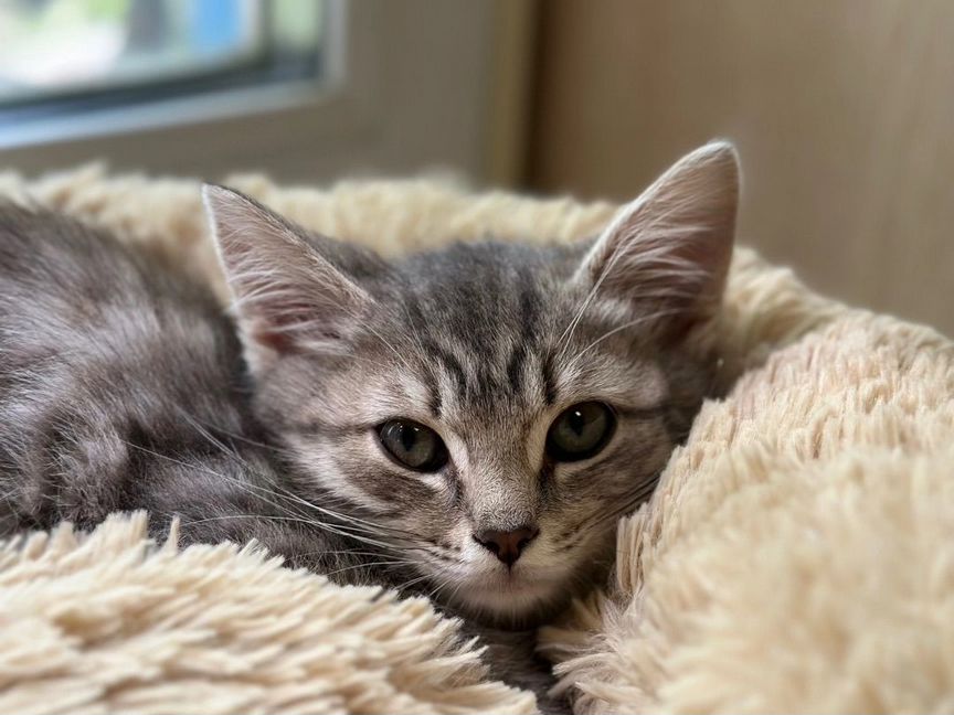 Мышка котенок девочка ищет дом