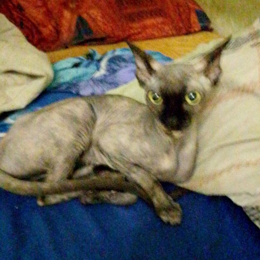Канадский сфинкс котёнок
