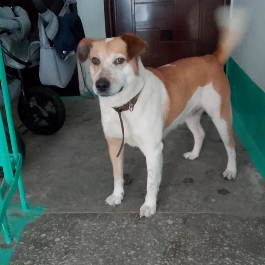 Отдам пса в добрые руки