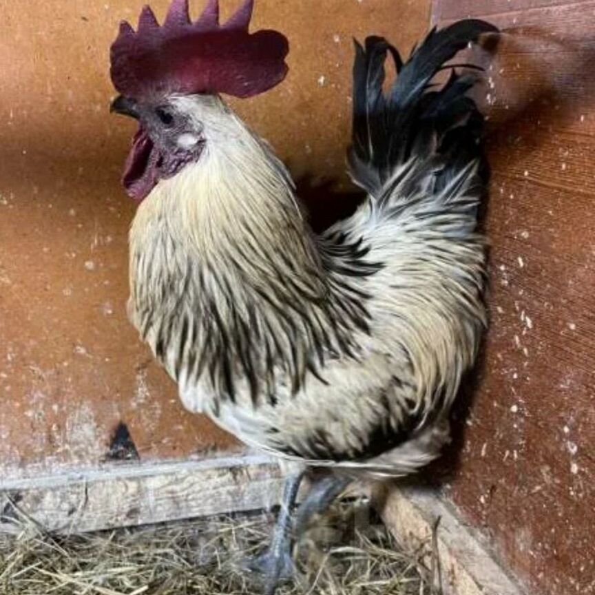 Петух лакеданзи