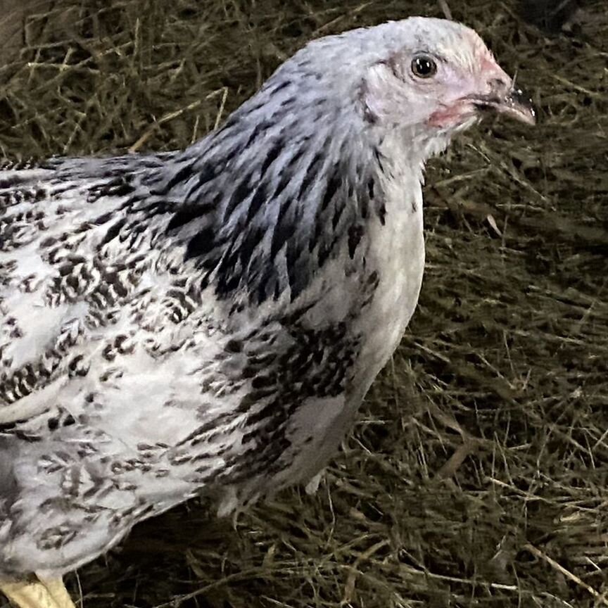 Молодые курочки-несушки