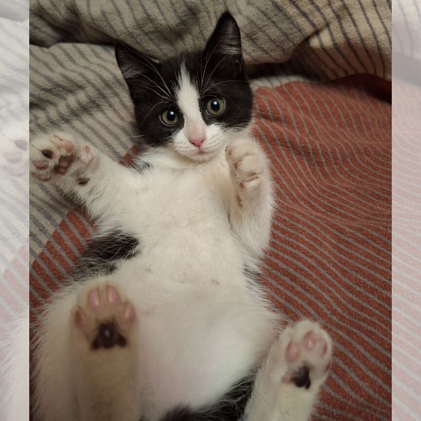 Котёнок в добрые руки