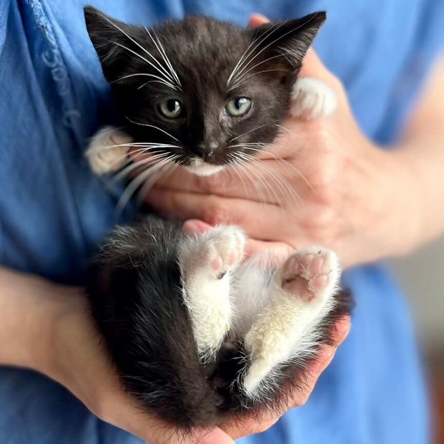 Котенок Проша в добрые руки