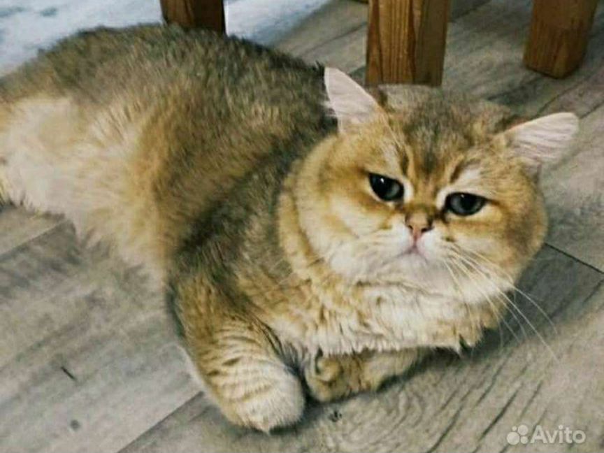 Кот-производитель британская золотая шиншилла