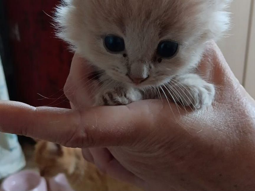 Котята девочки и мальчики