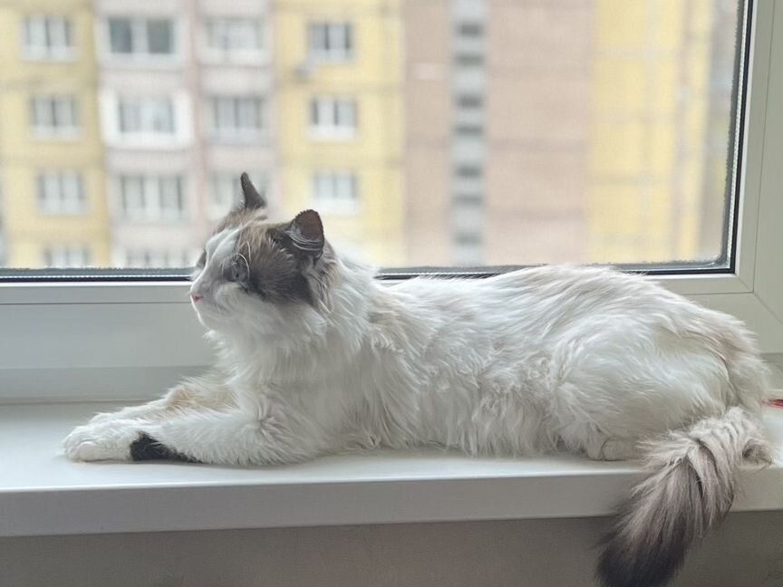 Кот