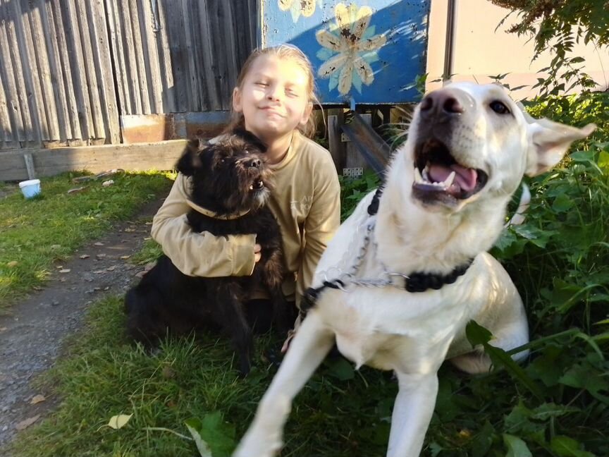 Выгу л собак