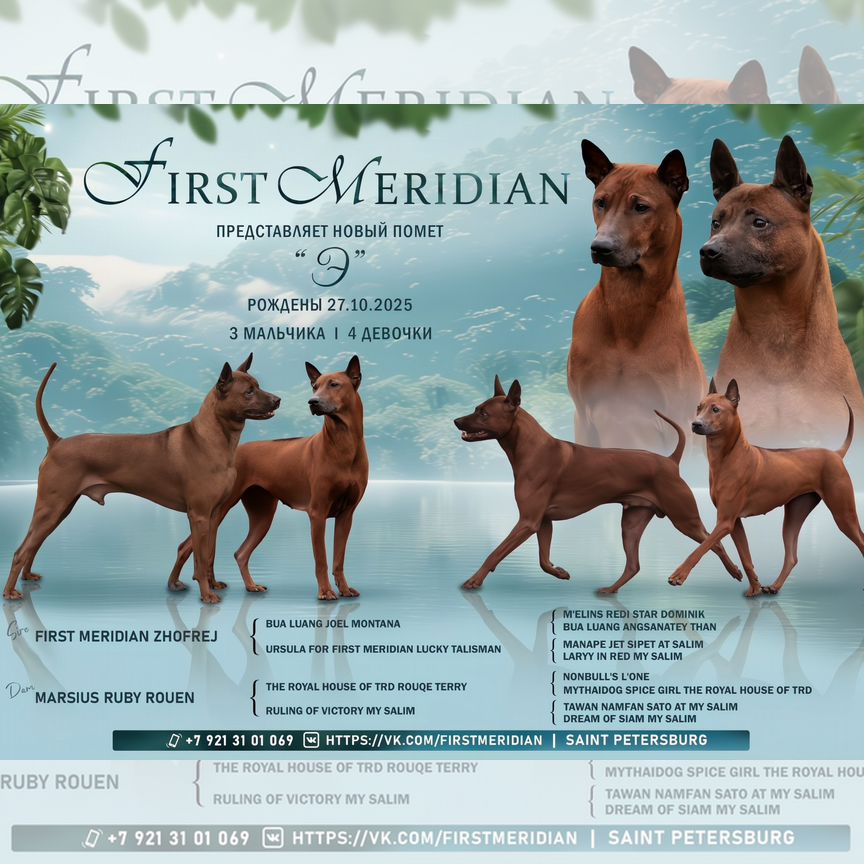 Тайский риджбек, щенок