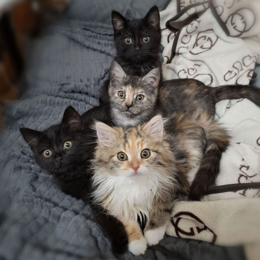 Шотландский прямоухий короткошёрстный котёнок