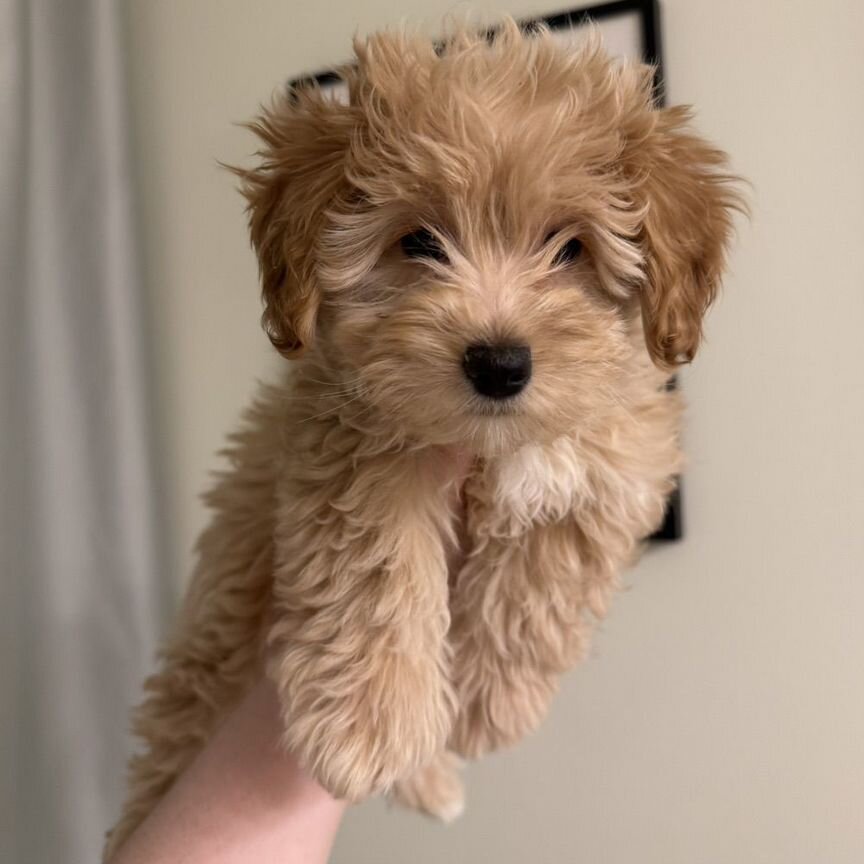 Мальтипу, щенок