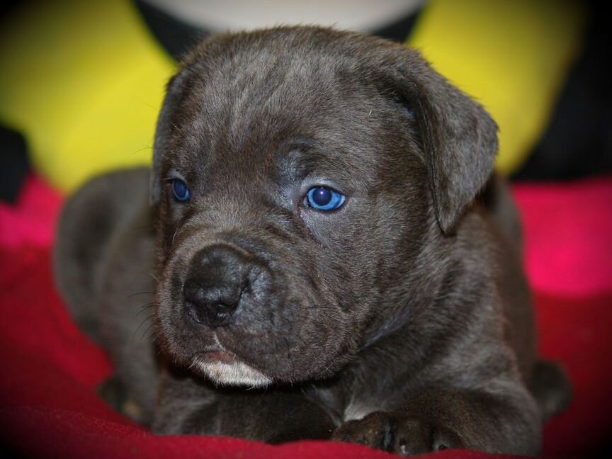 Щенки Кане-Корсо черные и голубые,есть доставка