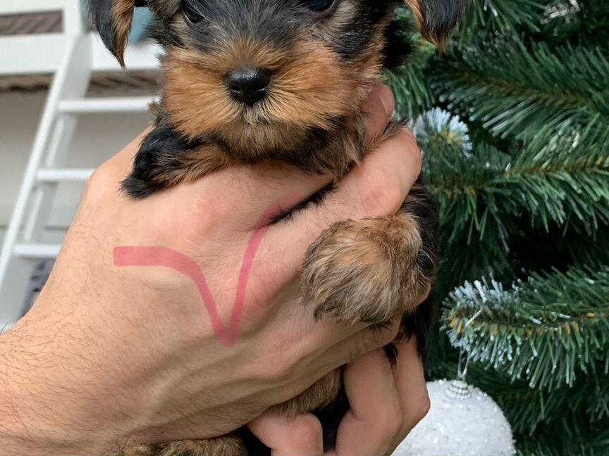 Йоркширский терьер