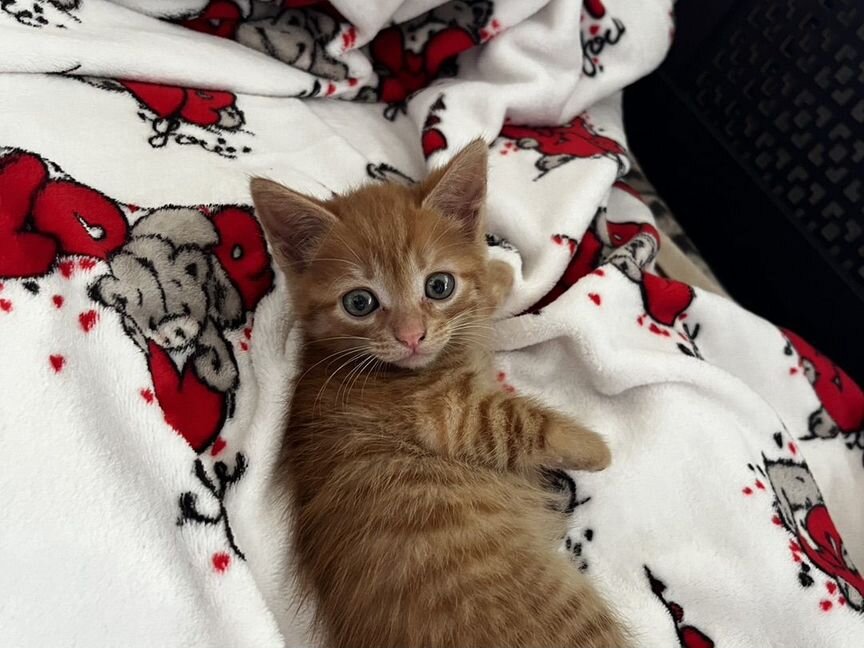 Рыжий котенок в добрые руки