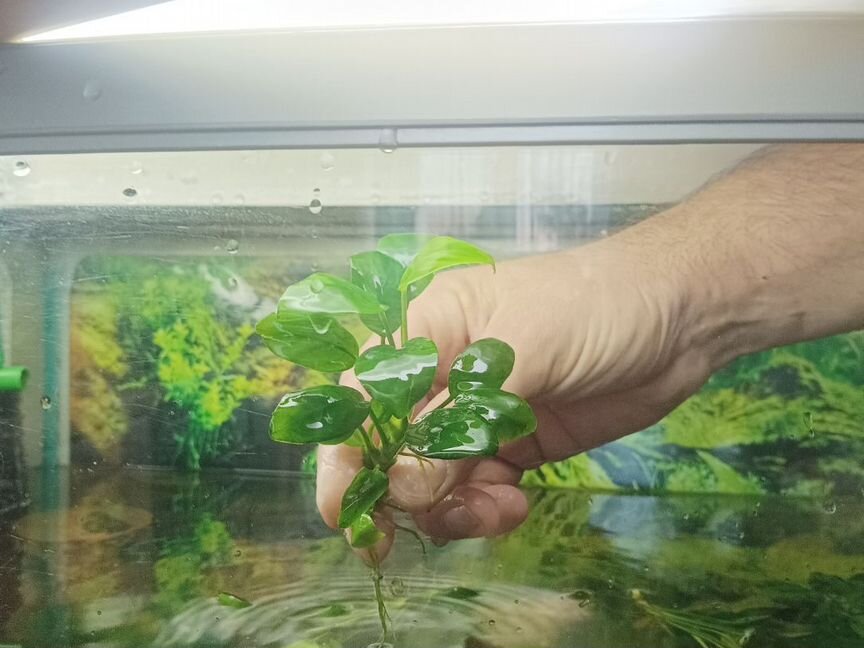 Аквариумные растения анубиас, обмен