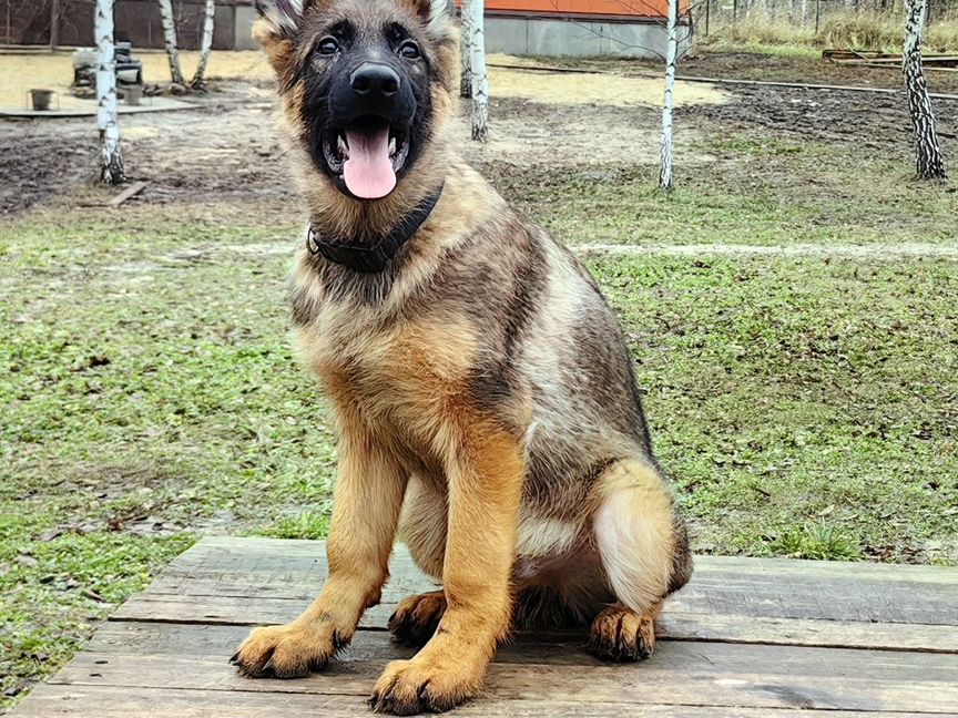 Шикарный зонарно-рыжий мальчишка