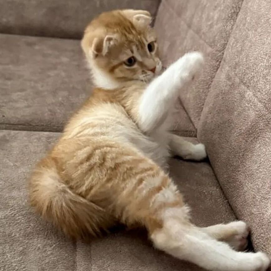Шотландский вислоухий короткошёрстный котёнок