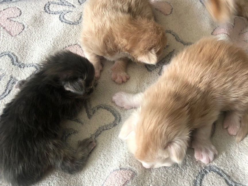 Котята мэйн кун