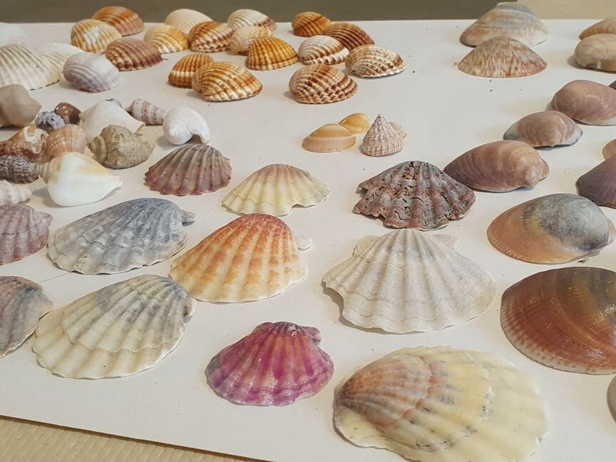 Ракушки и кораллы
