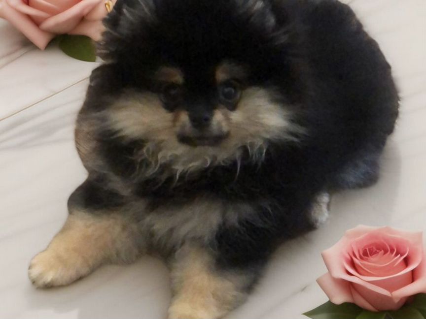 Померанский шпиц