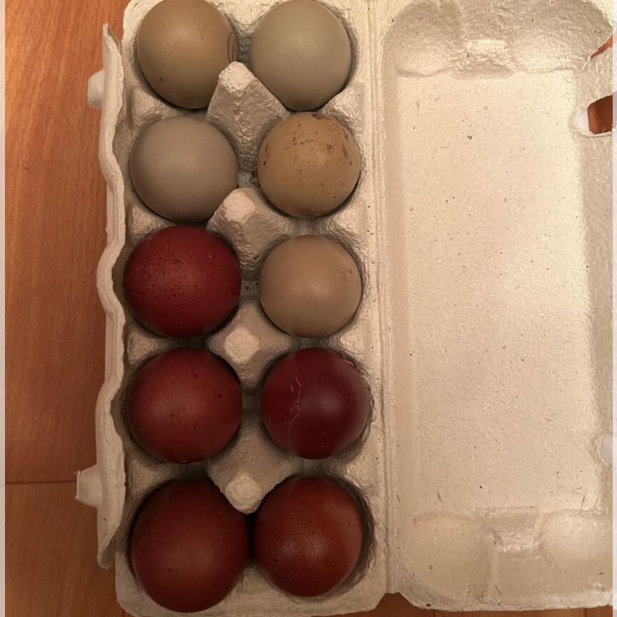 Инкубационное яйцо породы маран