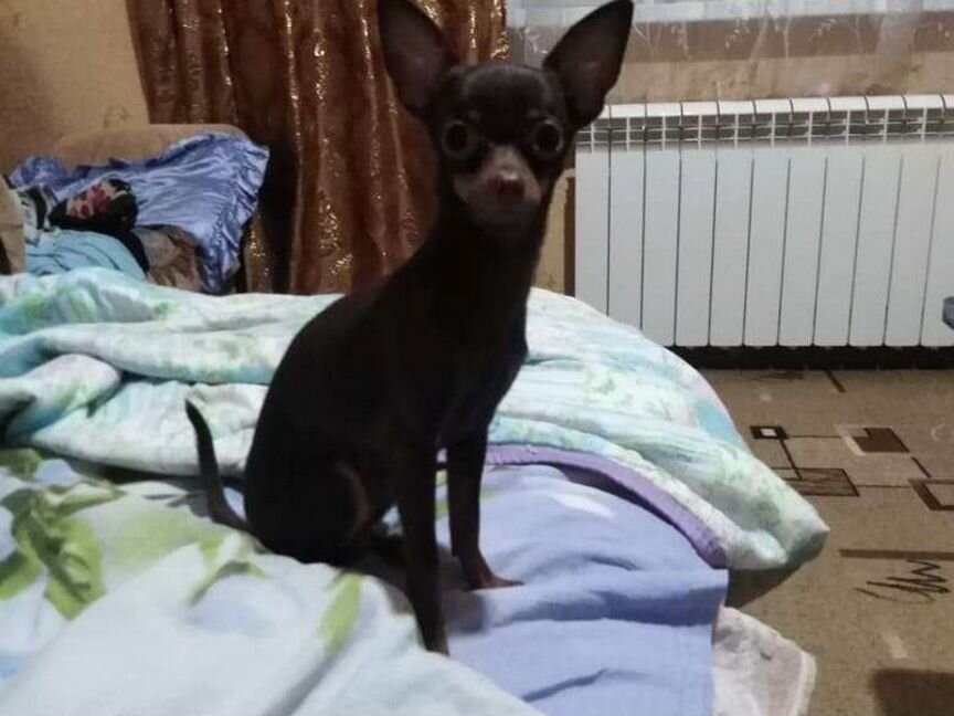 Мини тойчик ищет невесту